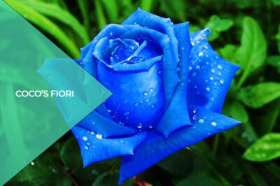 Rosa blu significato e idee regalo - Cocòs Fiori